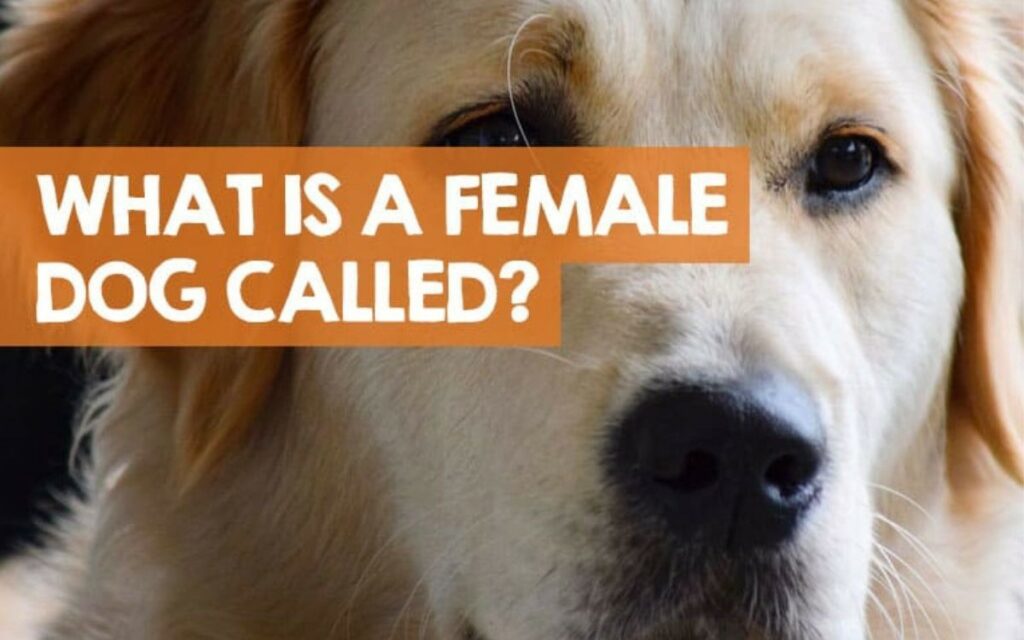 What is a Female Dog Called - Explained Here