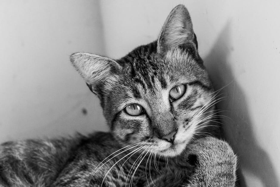 How Far Cat Can Smell