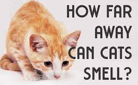 How Far Cat Can Smell